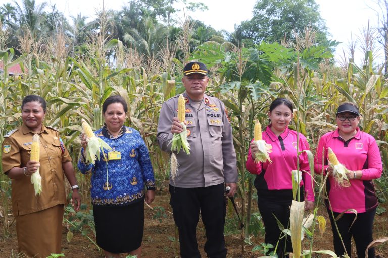 Kapolres Supiori Panen Jagung dalam Rangka Program Ketahanan Pangan Nasional - Tribatanews POLDA ...