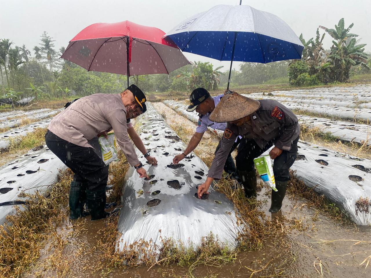 Polres Mimika Tanam Jagung Serentak Dukung Swasembada Pangan Nasional 2025 - Tribatanews POLDA Papua
